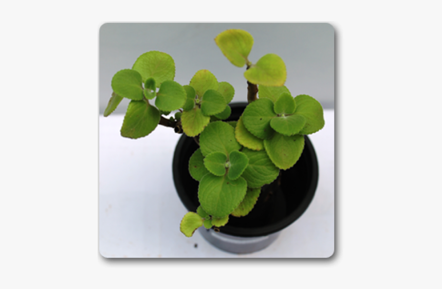 Ajwain Leaves Plant, HD Png Download , Transparent Png Image - PNGitem