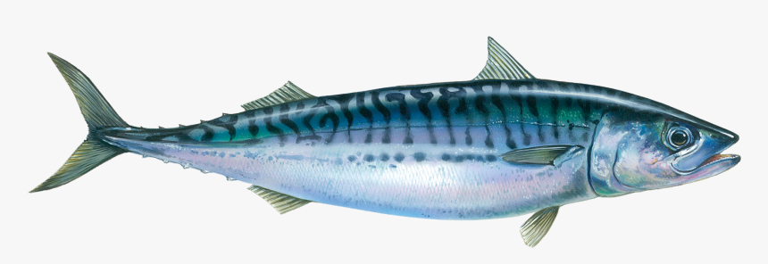 Atlantic Mackerel Fish, HD Png Download , Transparent Png Image - PNGitem
