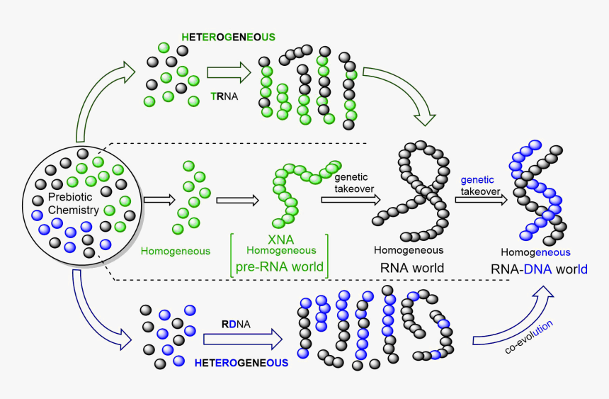 Rna Png, Transparent Png , Transparent Png Image - PNGitem
