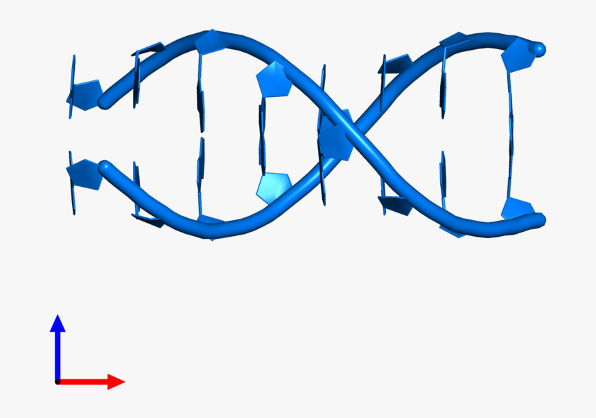 Rna Png, Transparent Png , Transparent Png Image - PNGitem