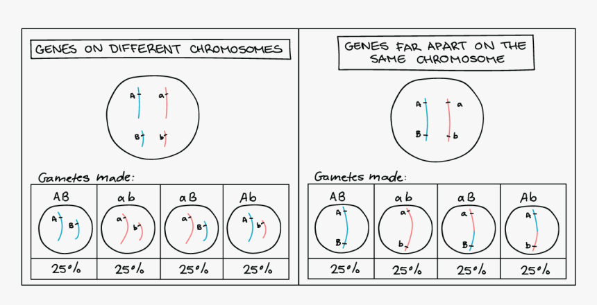 Diagram, HD Png Download , Transparent Png Image - PNGitem