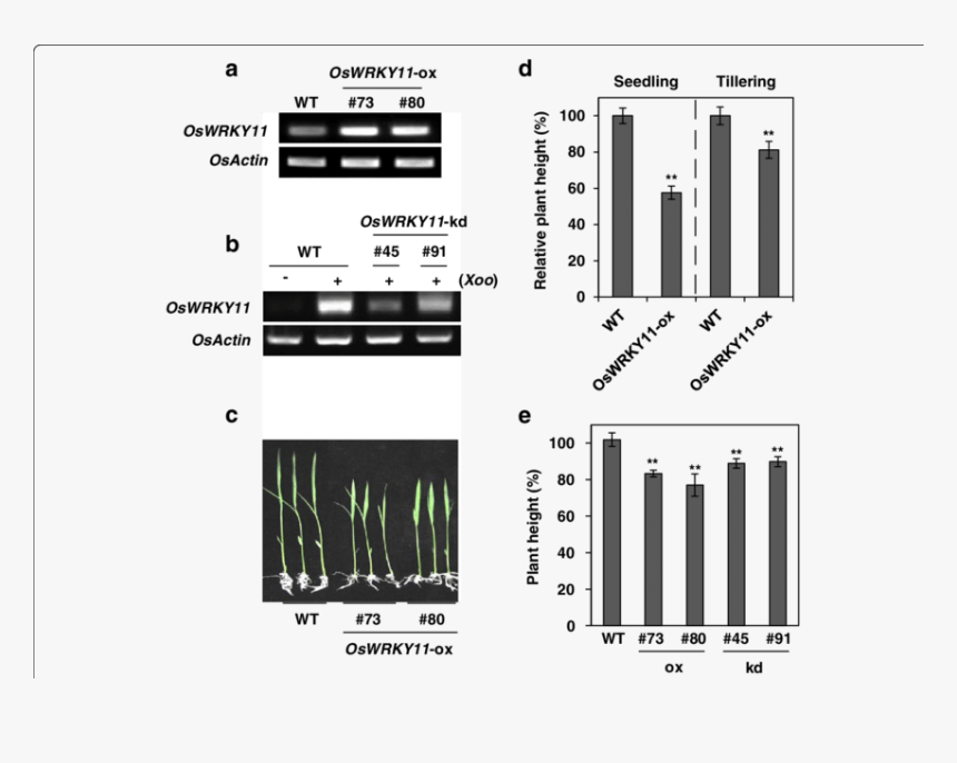 Computer Program, HD Png Download , Transparent Png Image - PNGitem