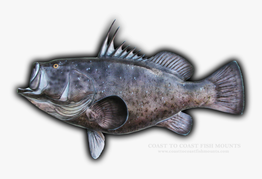 Mero Da Varsóvia Peixe, HD Png Download , Transparent Png Image - PNGitem