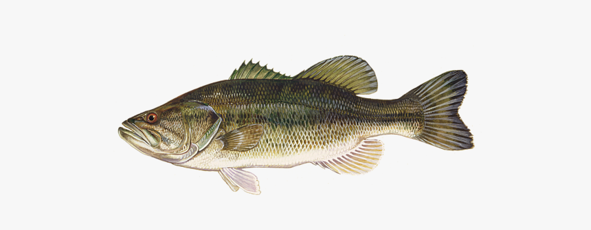 External Morphology Of Fish, HD Png Download , Transparent Png Image ...