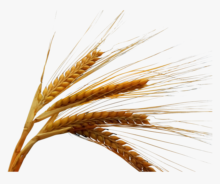 Rice Grain Images Png, Transparent Png , Transparent Png Image - PNGitem