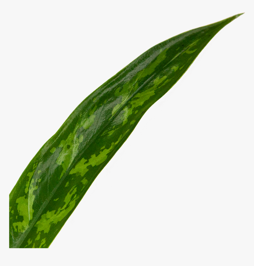 Chinese Evergreen Cutlass - Grass, HD Png Download , Transparent Png ...