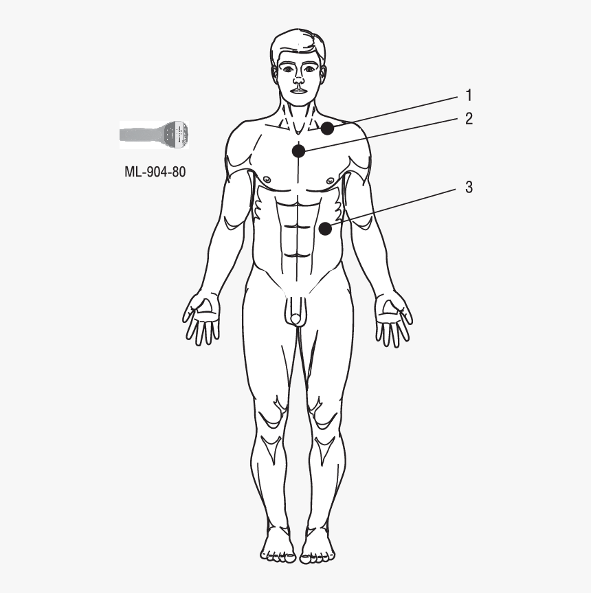 Testosterone Target Organs, HD Png Download , Transparent Png Image ...