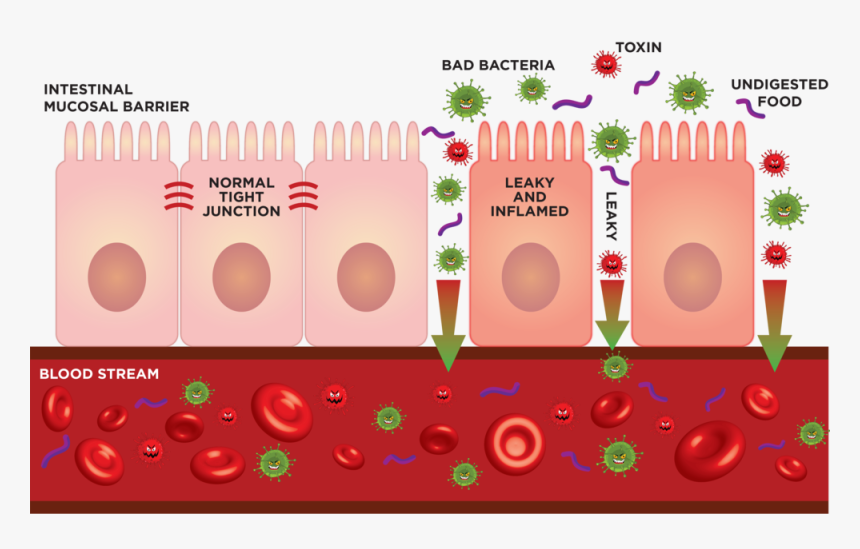 Gutdiagram Leaky Labeled - Circle, HD Png Download , Transparent Png ...
