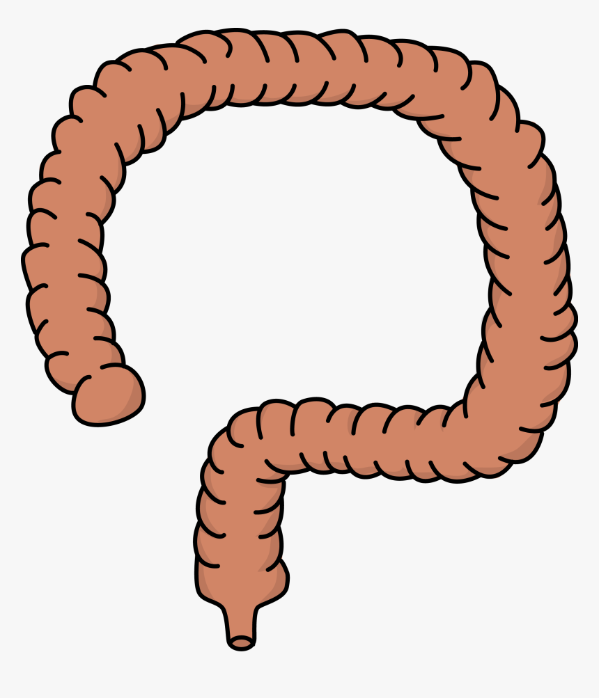 Transparent Intestine Clipart, HD Png Download , Transparent Png Image ...