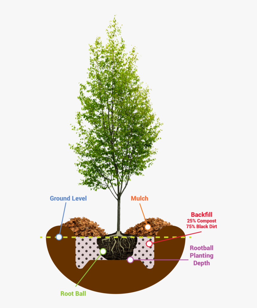Planting Guide - Road Tree Planting Guide, HD Png Download ...