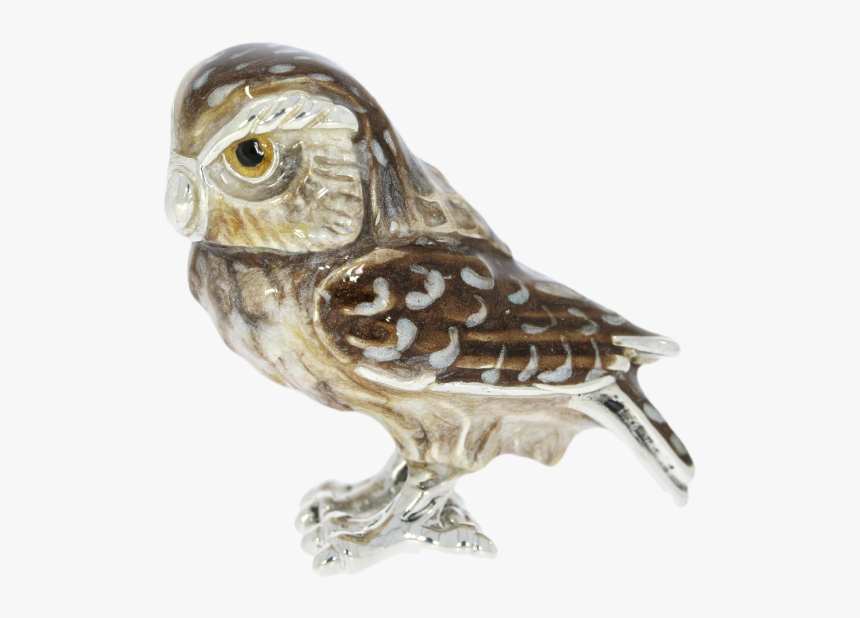 Screech Owl, HD Png Download , Transparent Png Image - PNGitem