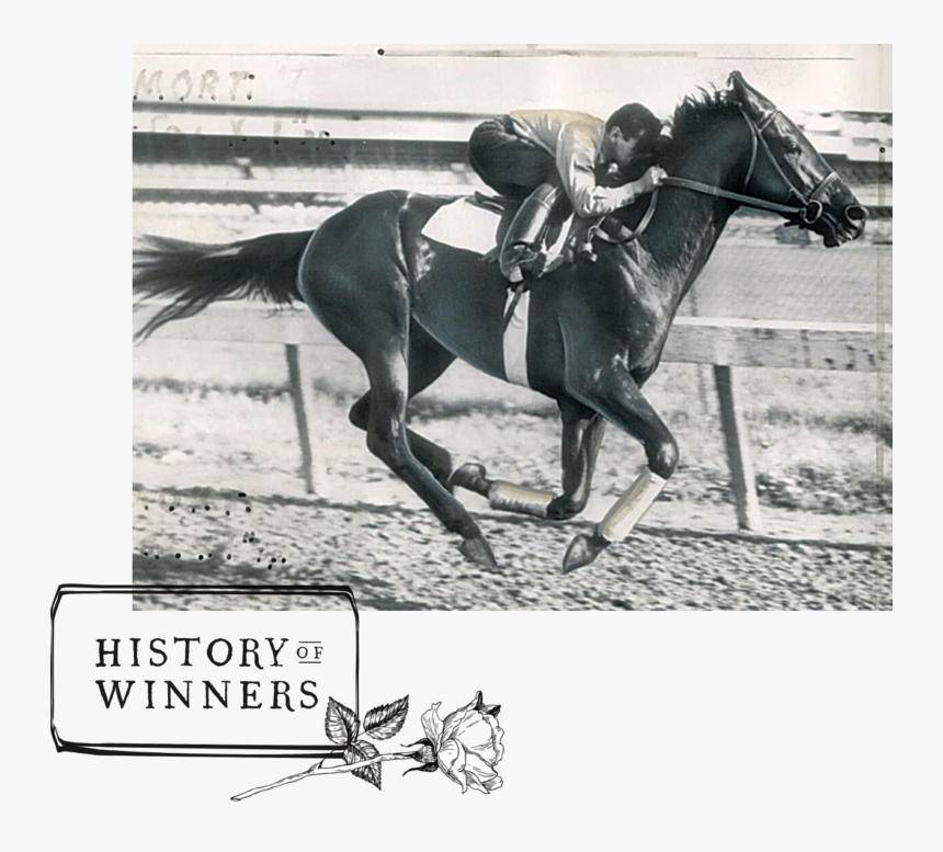 Photo Of Horse, Dark Star - Stallion, HD Png Download , Transparent Png ...