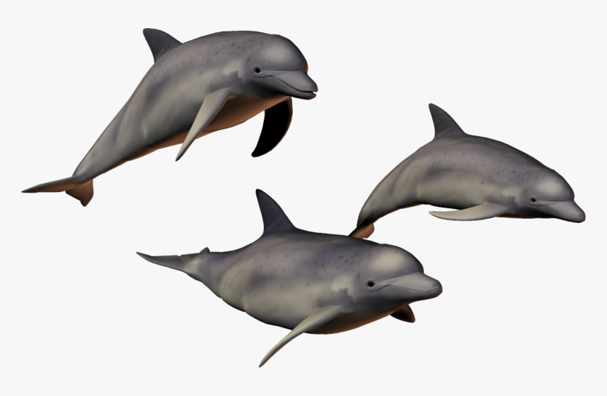 Background Dolphin Transparent Dolphins - Dolphins Transparent ...