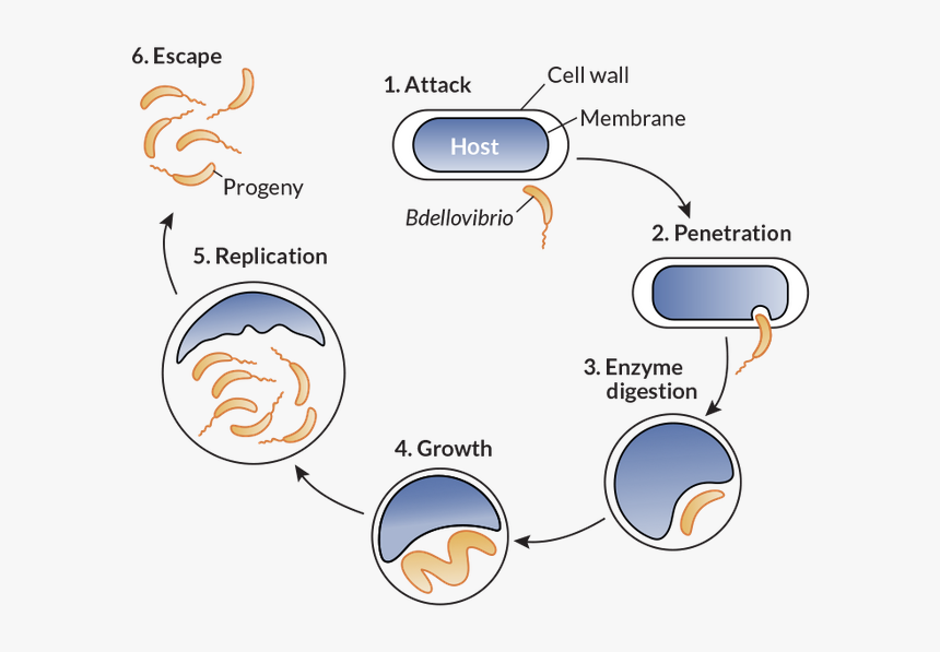 062417 Bacteria Inline - Life Cycle Of Bdellovibrio Bacteriovorus, HD ...