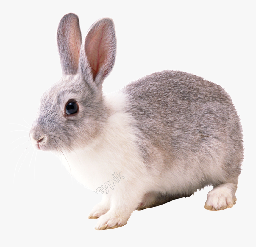 Vector Rabbit Realistic - Rabbit Png, Transparent Png , Transparent Png ...