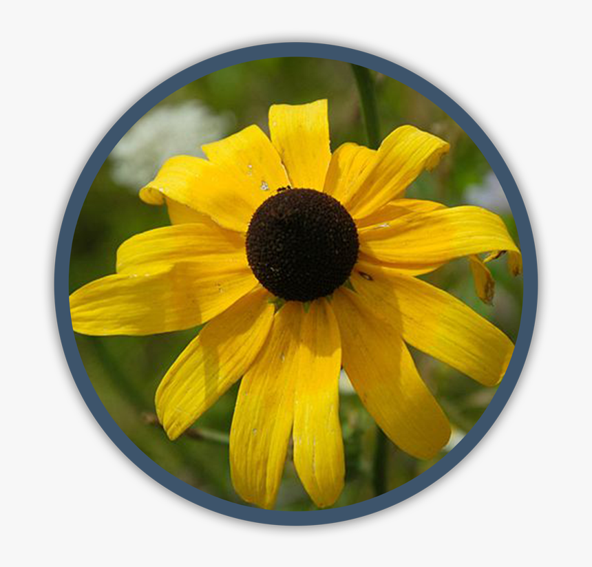 Black Eyed Susan, HD Png Download , Transparent Png Image - PNGitem