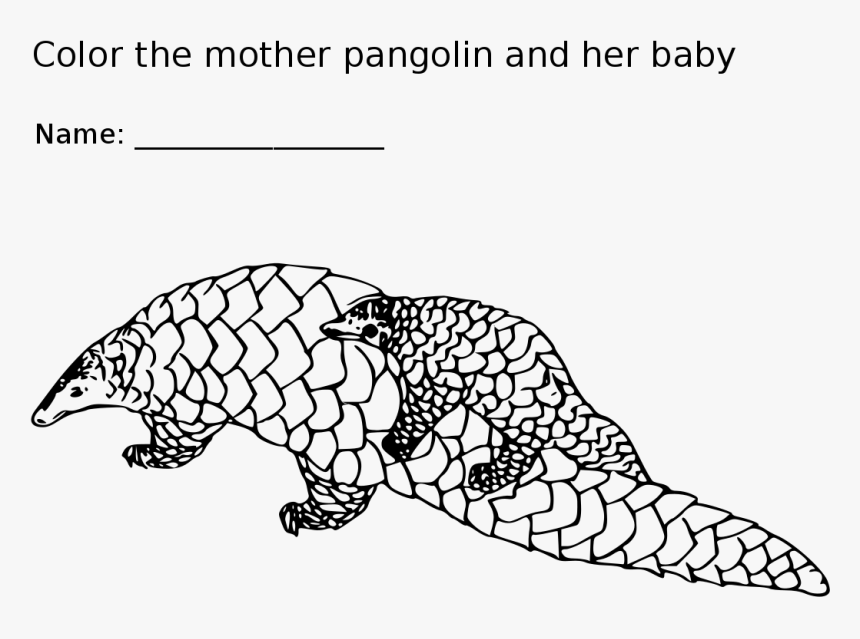 Pangolin Coloring Page, HD Png Download , Transparent Png Image - PNGitem