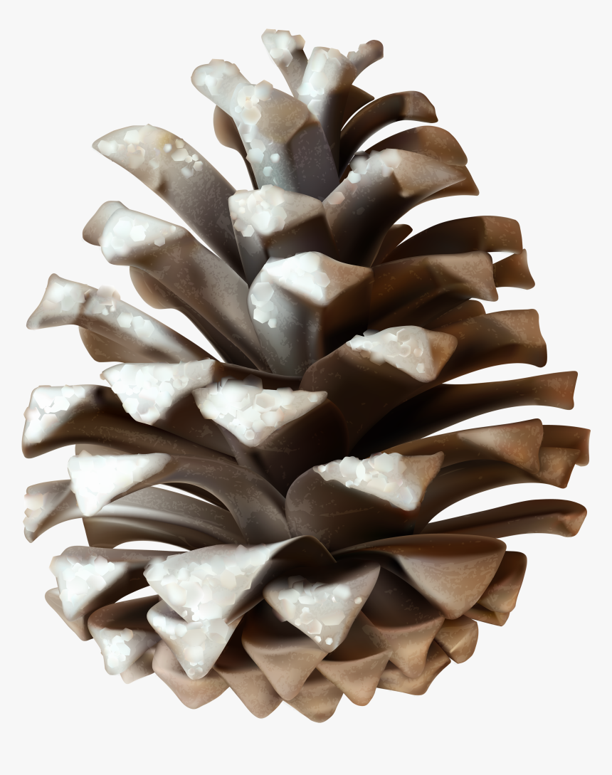 Transparent Pine Bough Png - Winter Pine Cone Png, Png Download ...