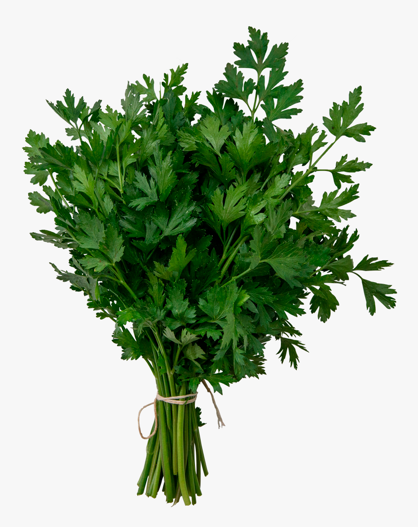 Arbol Encino Png, Transparent Png , Transparent Png Image - PNGitem