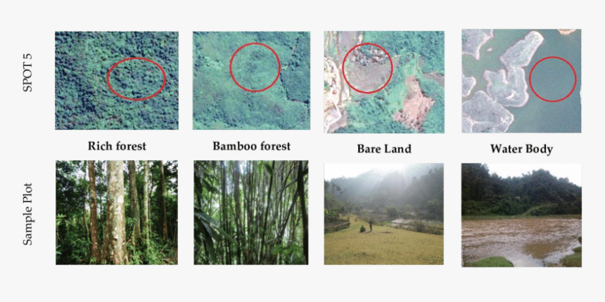 Thuya, HD Png Download , Transparent Png Image - PNGitem