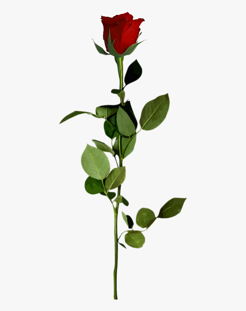 Transparent White Rose And Stem, HD Png Download , Transparent Png Image - PNGitem