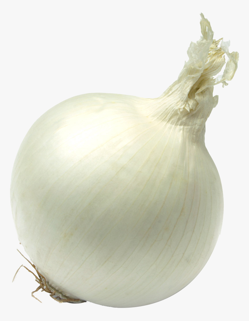 Single Onion Png Free Download Yellow Onion - Single Vegetable Photo Hd ...