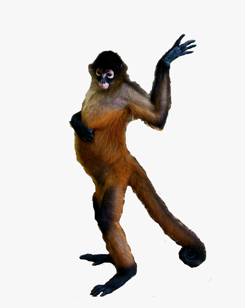 Spider Monkey, HD Png Download , Transparent Png Image - PNGitem