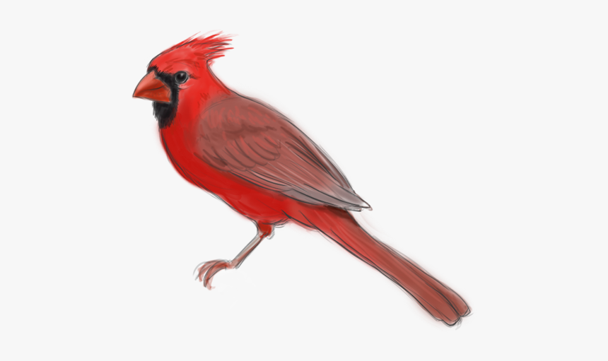 Northern Cardinal, HD Png Download , Transparent Png Image - PNGitem