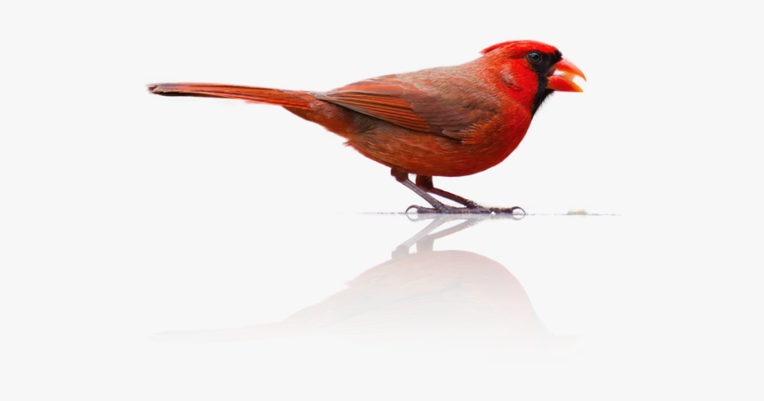 Northern Cardinal, HD Png Download , Transparent Png Image - PNGitem