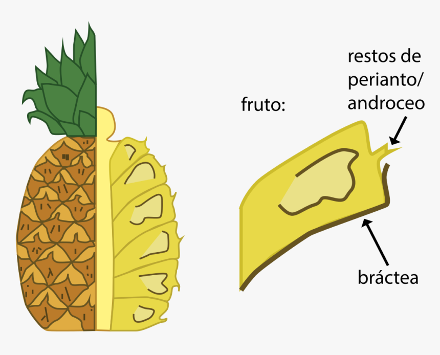Morfologia De La Piña, HD Png Download , Transparent Png Image - PNGitem