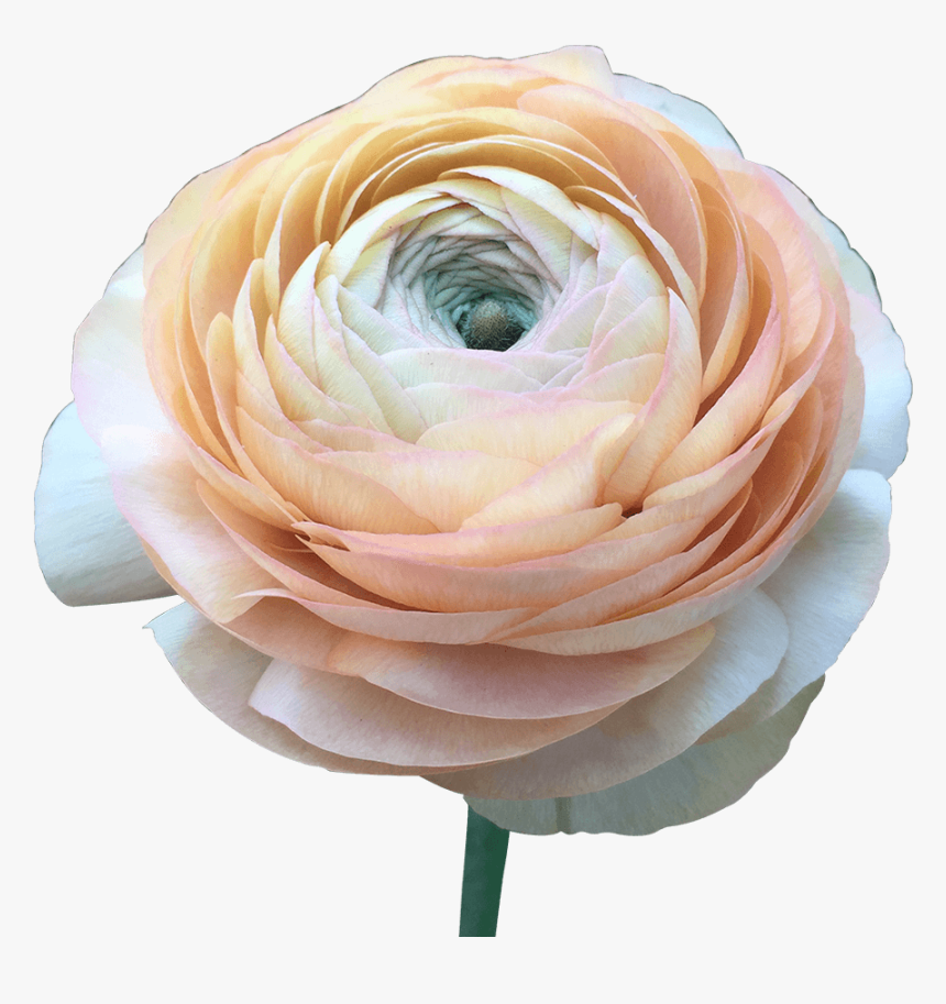 Peach Ranunculus Bouquet