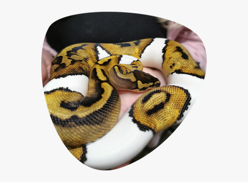 Burmese Python, HD Png Download , Transparent Png Image - PNGitem