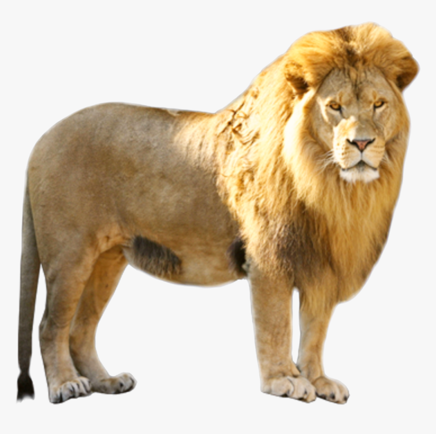 Logo Lion Pmln Png, Transparent Png , Transparent Png Image - PNGitem