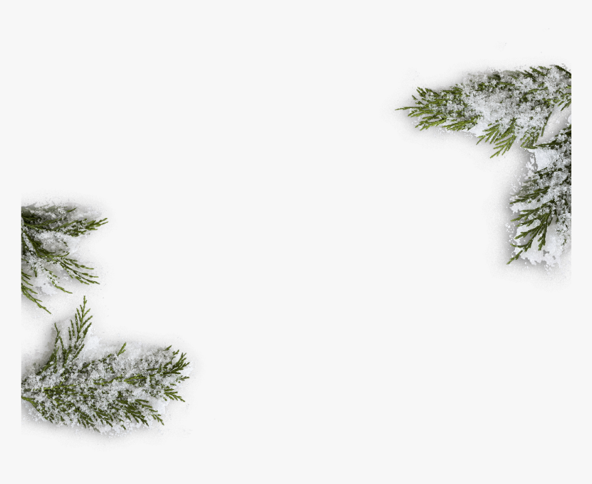 Pine Tree Snow Borders Png - Snow Tree Border Png, Transparent Png ...
