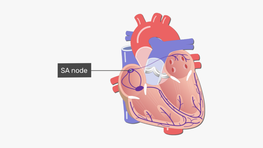 The Sa Node Of The Electrical Conduction System Of - Conduction System ...