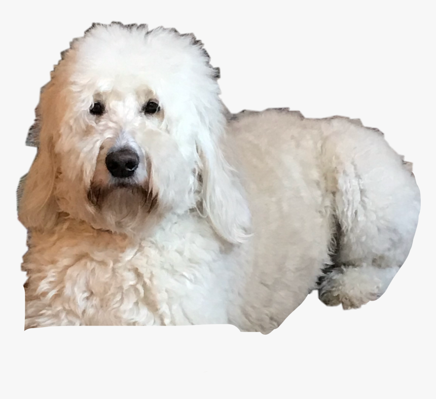 My Doggie - Goldendoodle, HD Png Download , Transparent Png Image - PNGitem