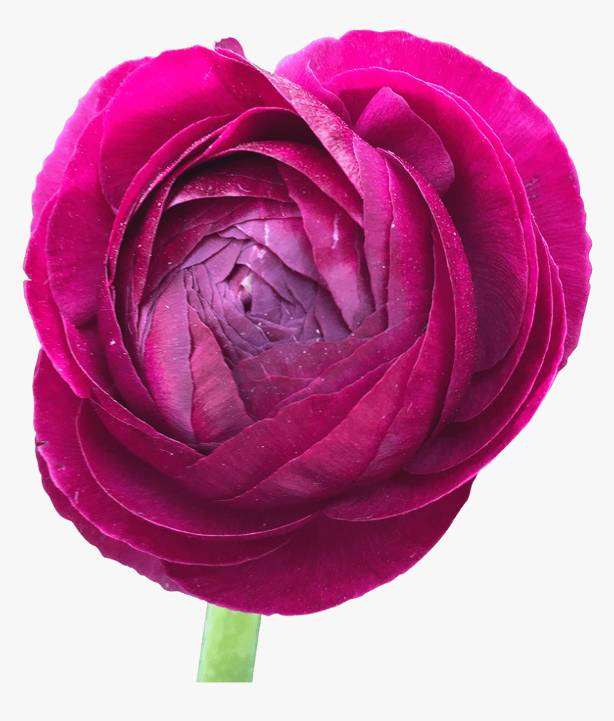 Burgundy Ranunculus Bulbs Wholesale Delivery - Persian Buttercup, HD ...