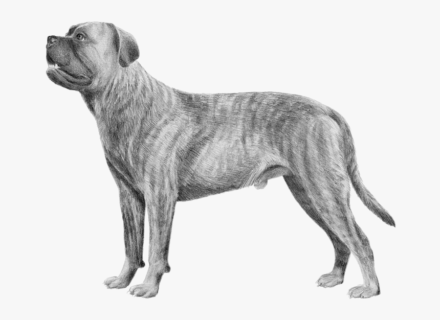 Cane Corso Transparent Background, HD Png Download , Transparent Png ...