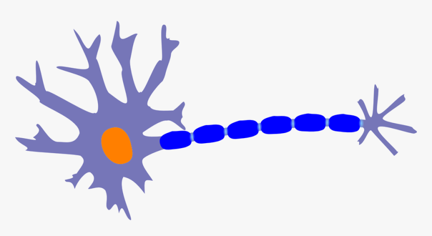 Sensory Neuron Clipart, HD Png Download , Transparent Png Image - PNGitem