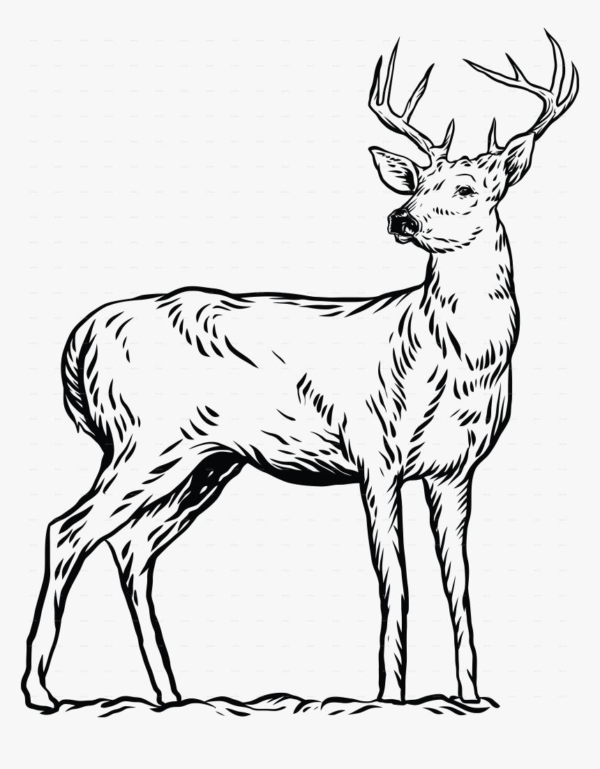 Line Drawing Png, Transparent Png , Transparent Png Image - PNGitem