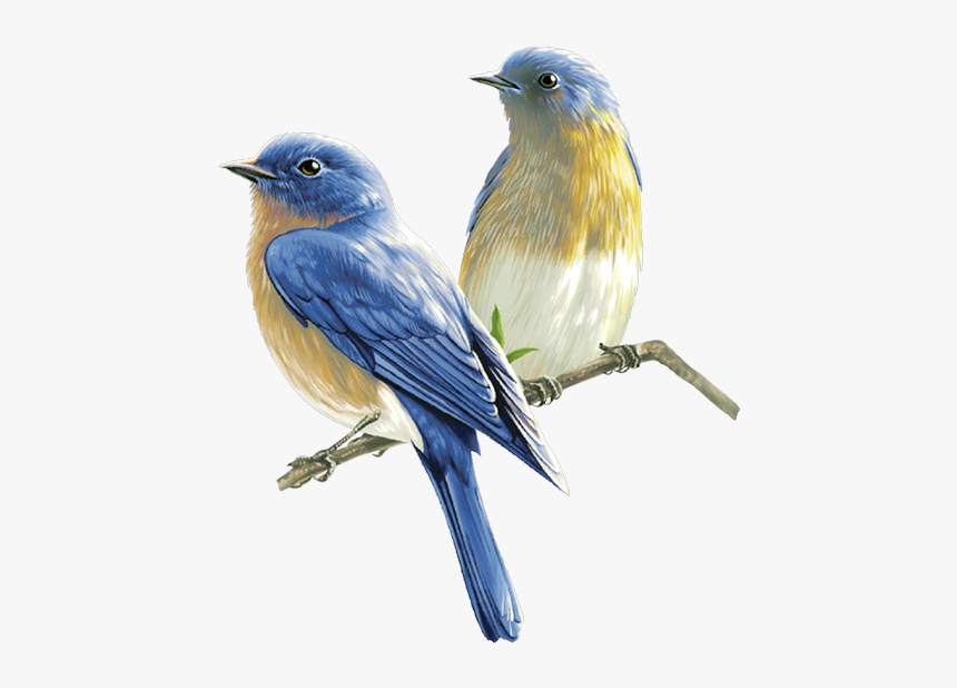 Watercolor Bird Png - Songbird Png, Transparent Png , Transparent Png ...