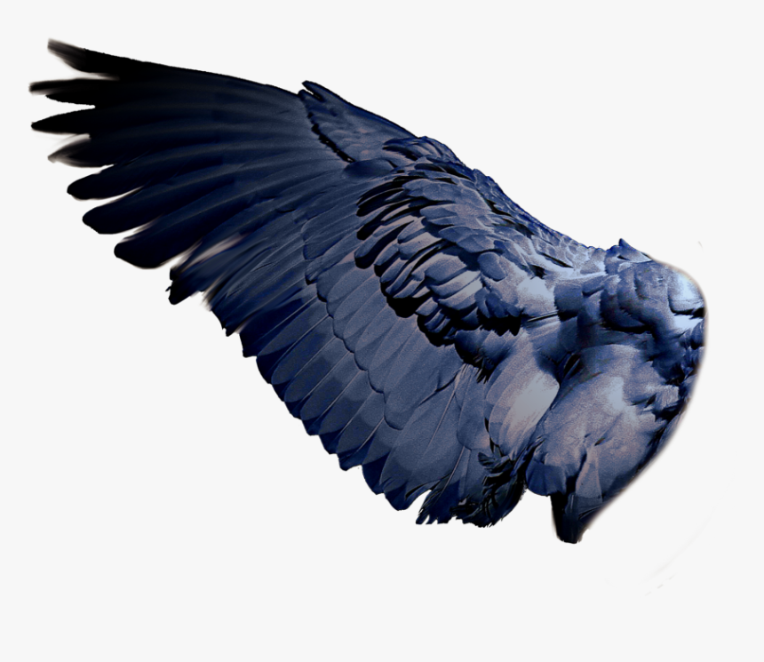 Transparent Bird Wing Png, Png Download , Transparent Png Image - PNGitem
