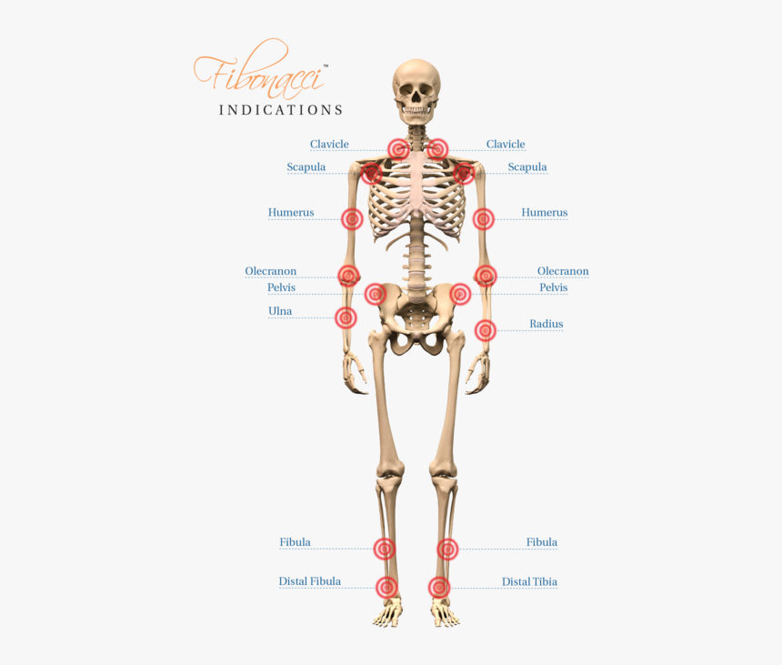 Fb-indications - Human Skeleton Images Hd, HD Png Download ...