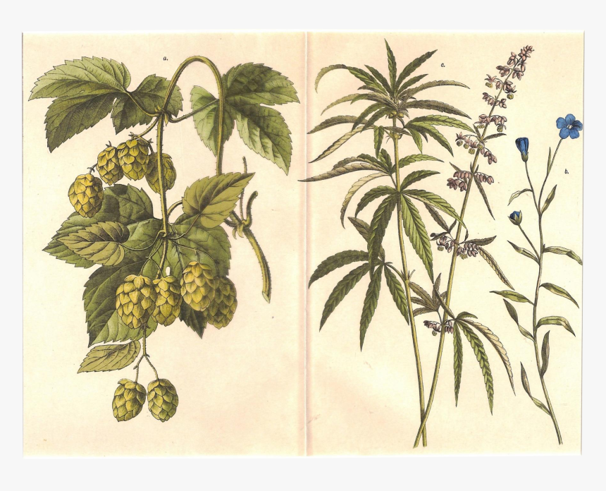Cannabis Drawing Scientific Huge Freebie Download - Hops And Hemp, HD ...