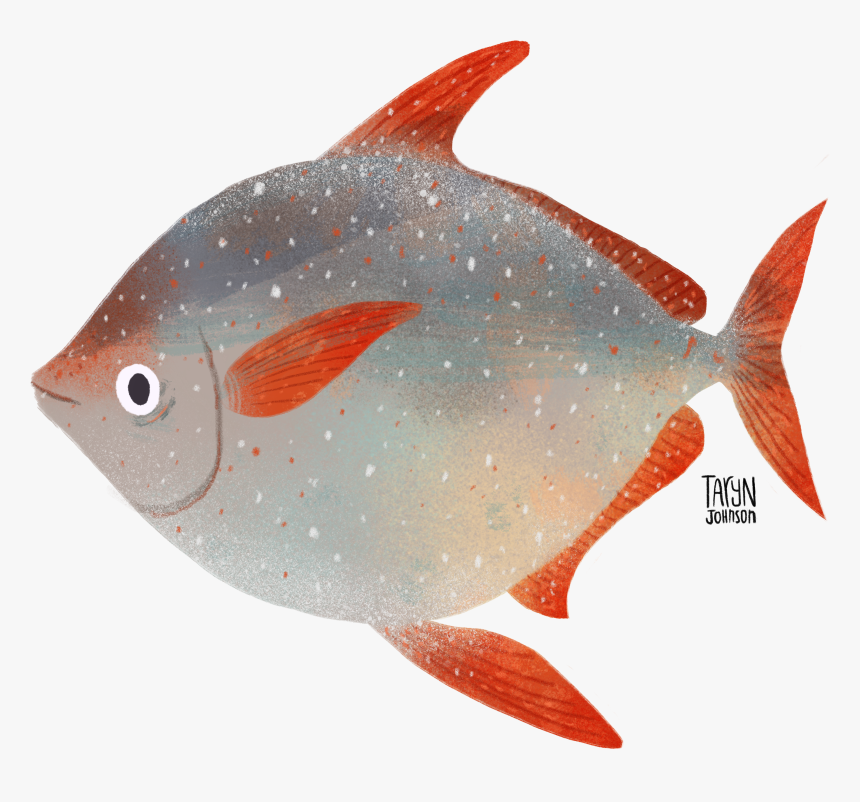 Pomacentridae, HD Png Download , Transparent Png Image - PNGitem