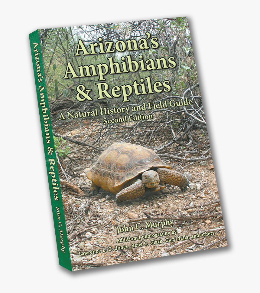 Box Turtle, HD Png Download , Transparent Png Image - PNGitem