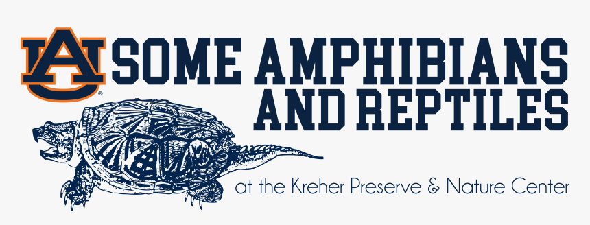 Leatherback Sea Turtle, HD Png Download , Transparent Png Image - PNGitem