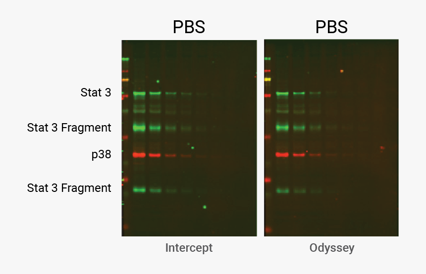 Pbs Intercept And Odyssey Blocker Comparison - Tris Pbs Western Blot, HD Png Download ...