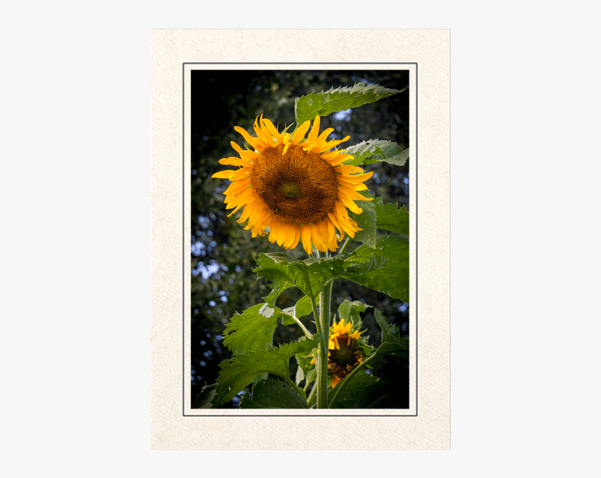 Giant Sunflower - Picture Frame, HD Png Download , Transparent Png ...