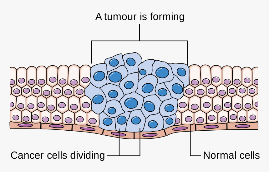 Cancer Cell Division, HD Png Download , Transparent Png Image - PNGitem